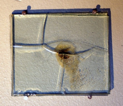 Squished Fly With Maggots (The Fly Squashed Flat With Her Maggots Even ...